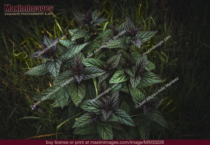 Peppermint plant. Dramatic nature closeup still life of dark green mint ...