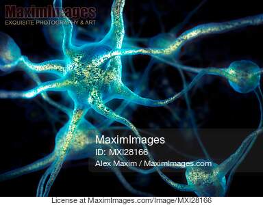 Image of Neuron network Brain cells | Stock Image MXI28166