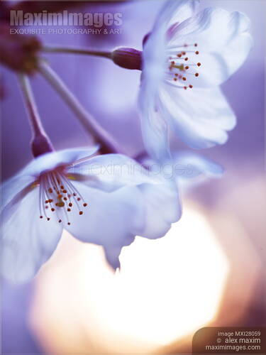 Photo of Beautiful cherry blossom and rising sun | Stock Image MXI28059
