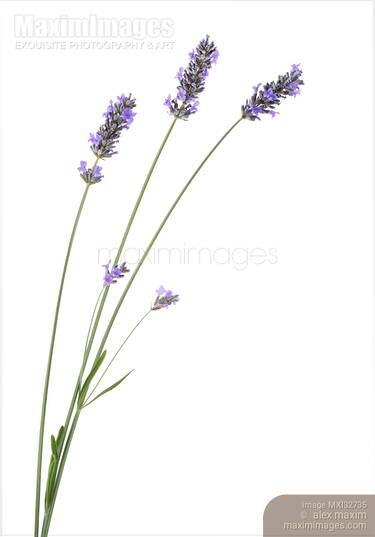 Photo of Closeup of purple lavender flowers on stalks Lavandula ...