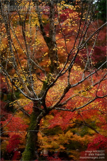 Photo of Colorful red and yellow autumn trees in a Japanese garden ...