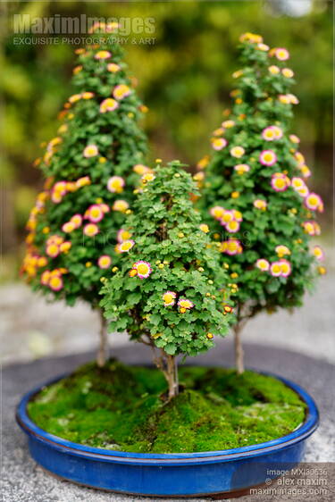 Photo of Cute flowering Bonsai trees in a Japanese garden | Stock Image ...
