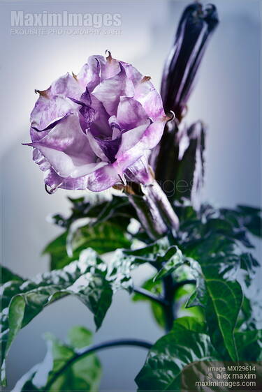 Photo of Datura Ballerina Purple flower studio shot | Stock Image MXI29614