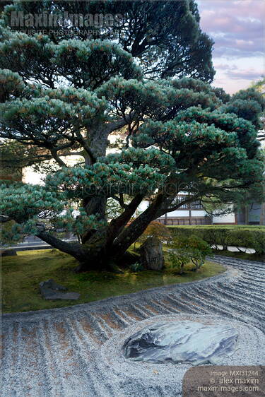 Photo of Japanese white pine tree at Zen Garden of Ginkaku-ji temple ...