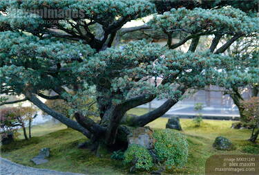 Photo of Japanese white pine tree, Pinus parviflora at Ginkaku-ji ...
