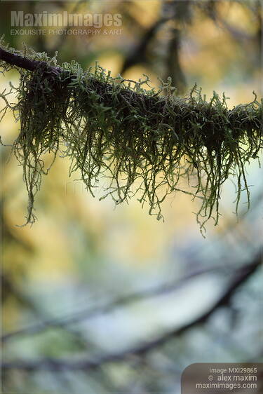 Photo of Moss on tree branch artistic closeup | Stock Image MXI29865