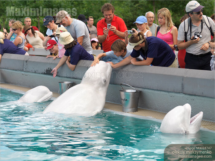 Beluga Whales Kissing