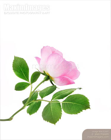 Photo of Pink Damask Rose flower side view on branch with green leaves ...