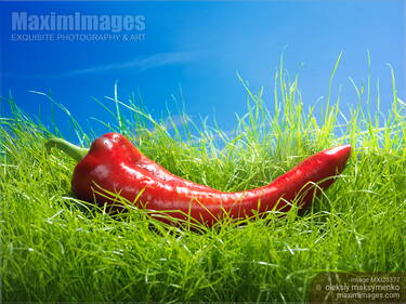 Photo of Red Marconi Long Sweet Pepper | Stock Image MXI28377