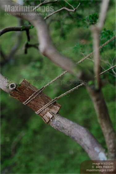 Photo of Tree branch rope support in a Japanese garden | Stock Image ...