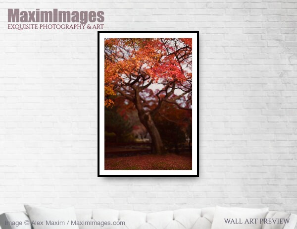 Art Print of Beautiful red Japanese maple tree in a garden | Wall Art # ...