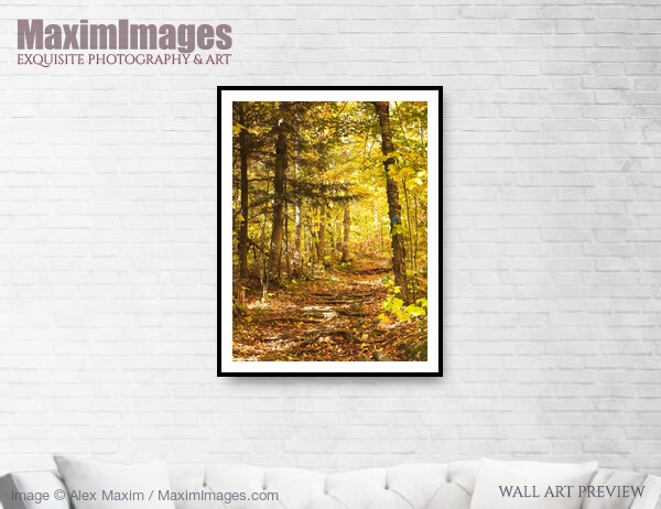 Art Print of Hiking Trail in a Park | Wall Art #MXI23877