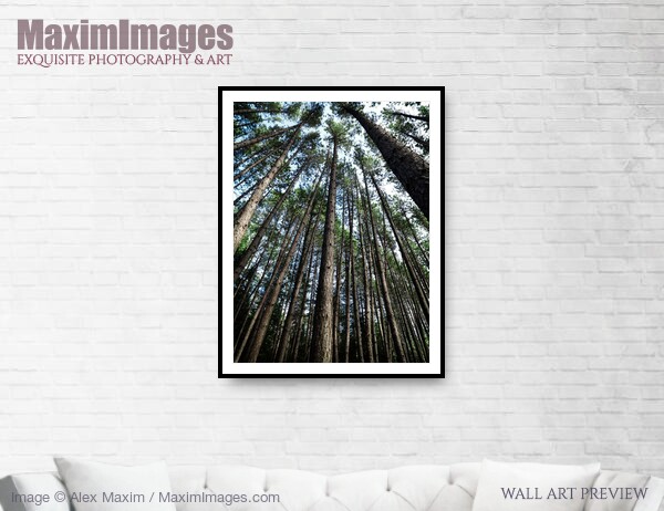 Art Print of Tall pine trees in a forest | Wall Art #MXI28401