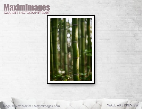 Art Print of Wavy bamboo stem wet after rain | Wall Art #MXI30997